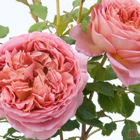 Fragrant Roses – Hillside Rose Farm