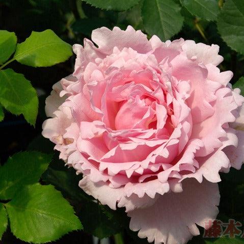 DELroch Tree Rose 索菲罗莎 树玫瑰 (France) – Hillside Rose Farm