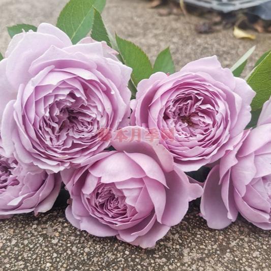 Kongmeng 空蒙 (China 天狼) – Hillside Rose Farm