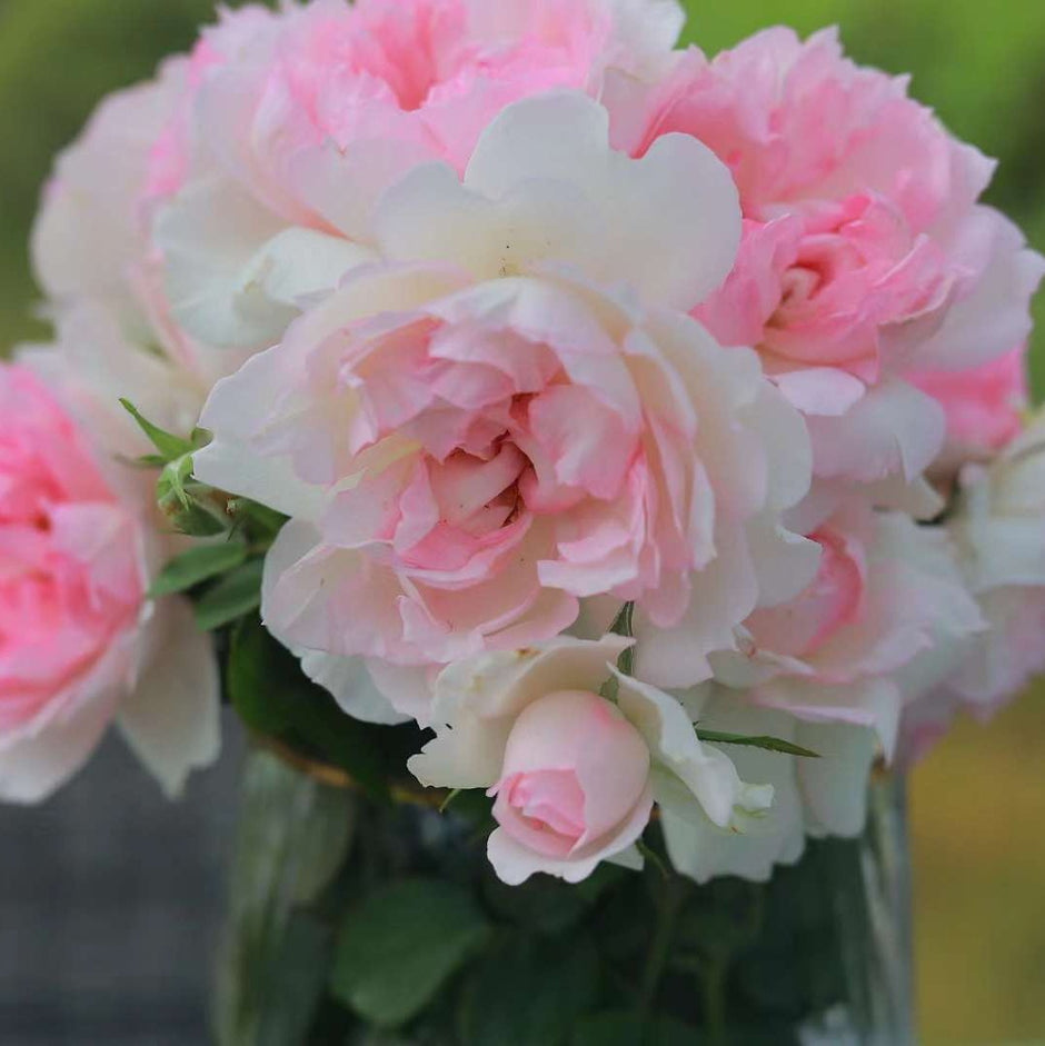 Climbing Roses – Hillside Rose Farm