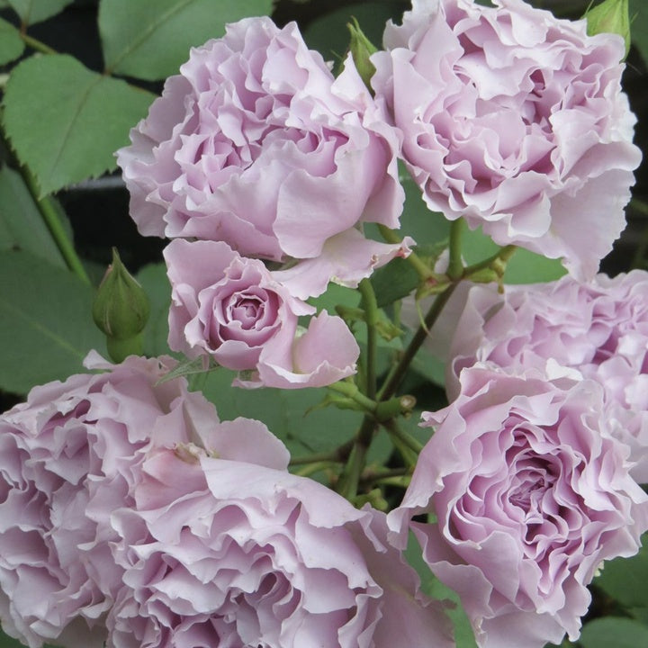 Improved Libellula 改良蜻蜓 (Japan) – Hillside Rose Farm