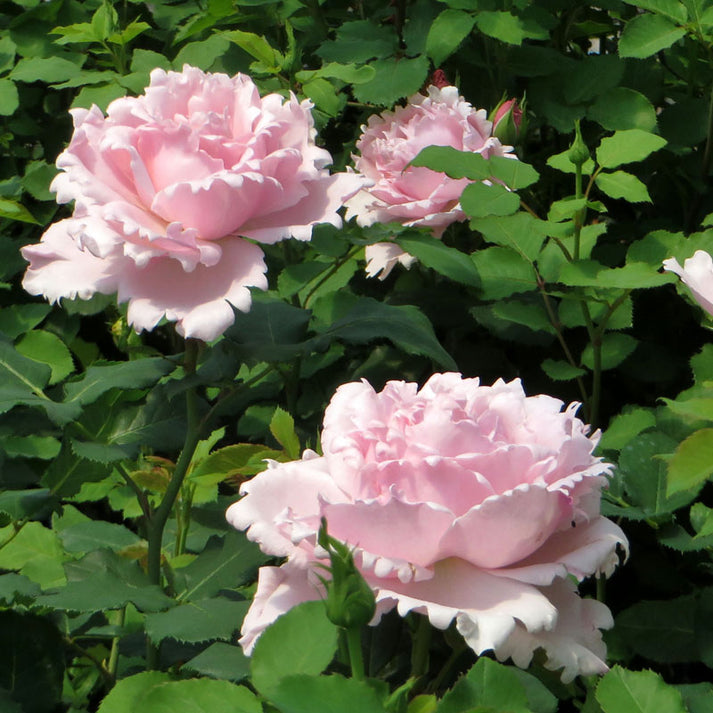 DELroch Tree Rose 索菲罗莎 树玫瑰 (France) – Hillside Rose Farm
