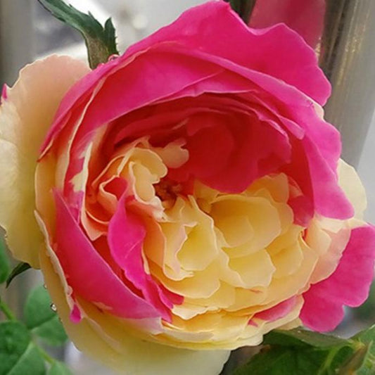 Tree Roses – Page 2 – Hillside Rose Farm