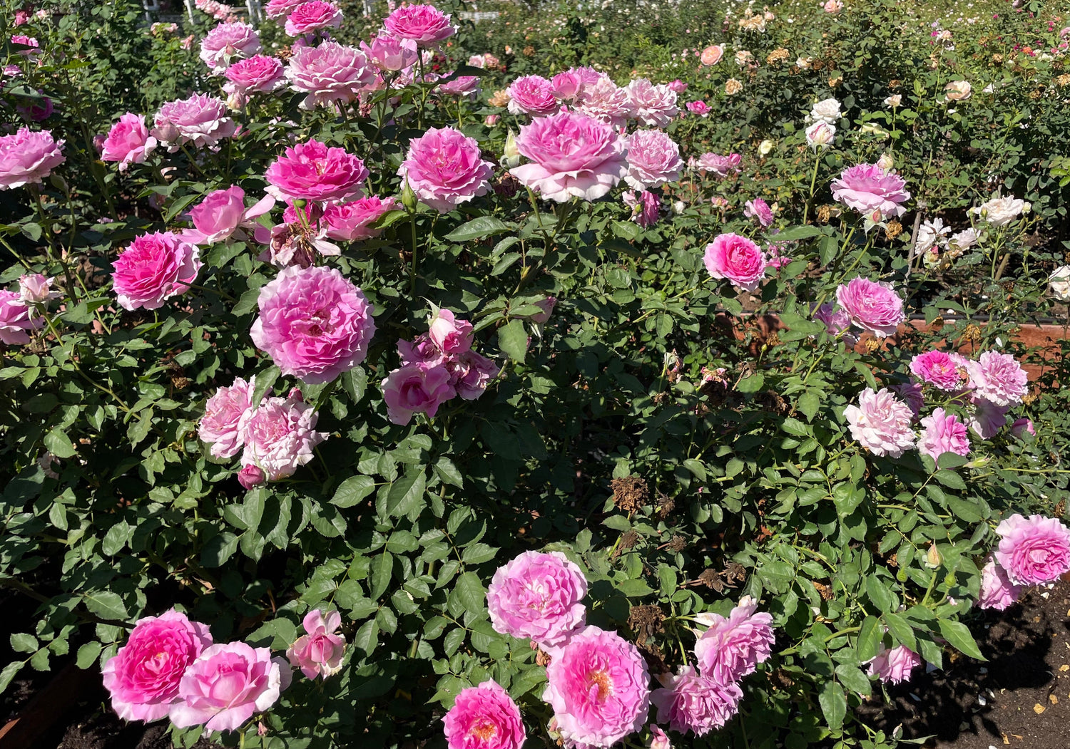 Hillside Rose Farm